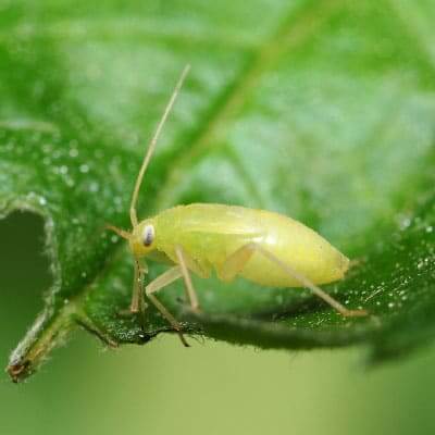 Duurzame Tuinartikelen – Ga voor een tuin van puur natuur