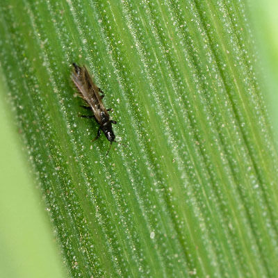 Thrips biologisch bestrijden - Duurzame Tuinartikelen